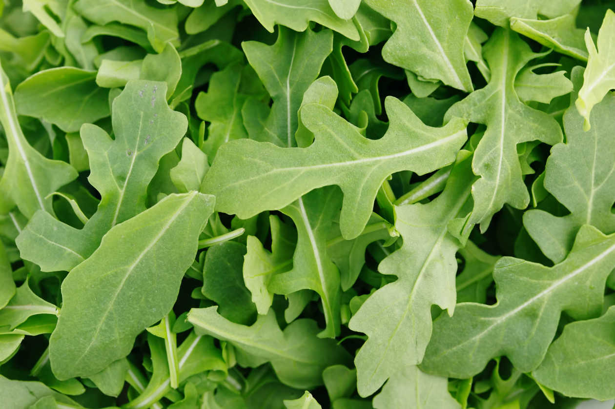 Governo ES - Rúcula auxilia na visão, prevenção do câncer e é antioxidante