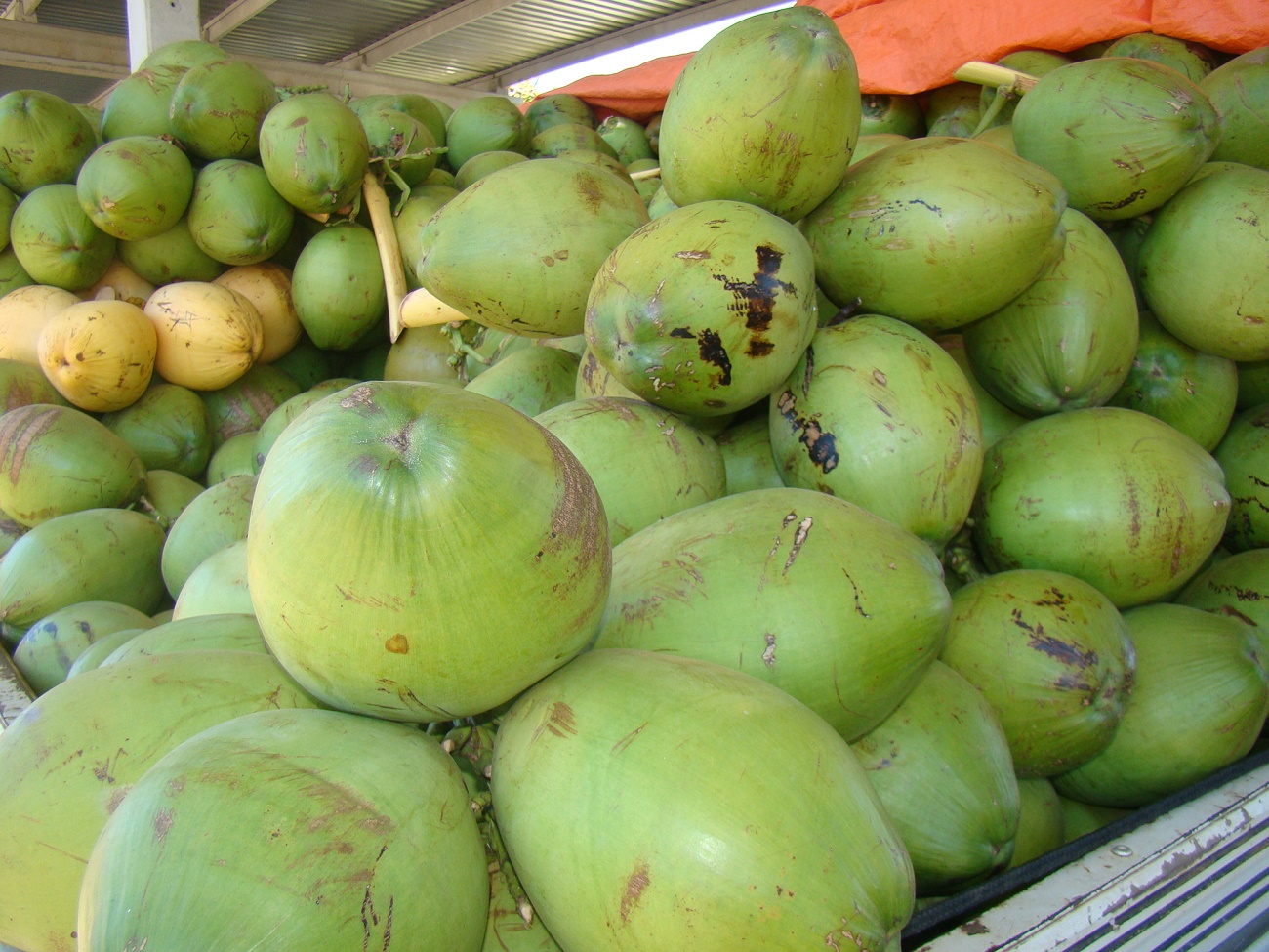 Governo ES - Frutas do verão: o coco verde