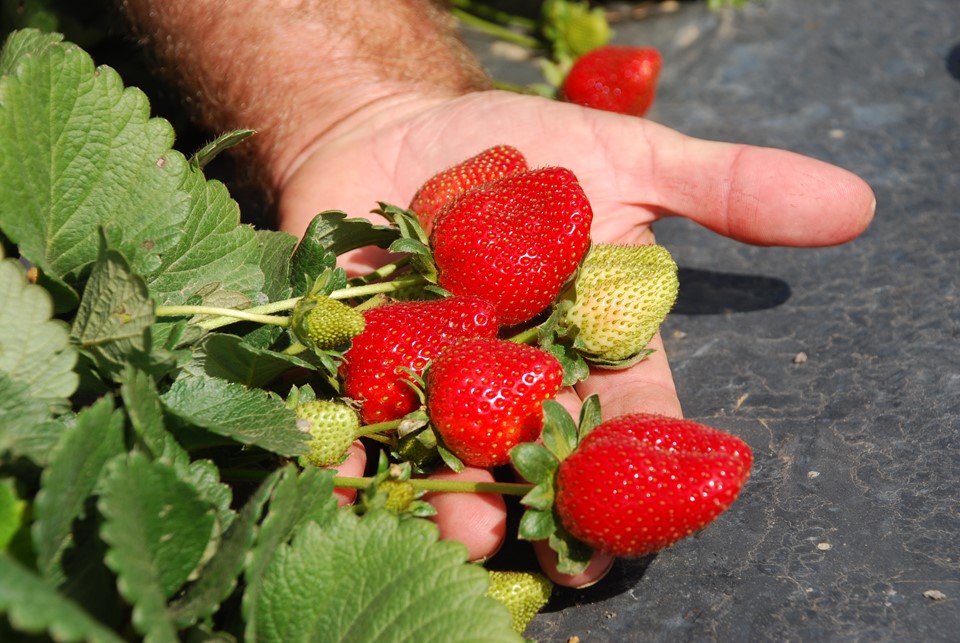 Governo ES - Espírito Santo participa da criação da rede Morangos do Brasil