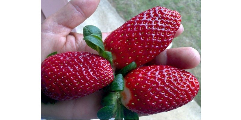 Governo ES - Incaper faz experiência com cultivo orgânico de morango em ...