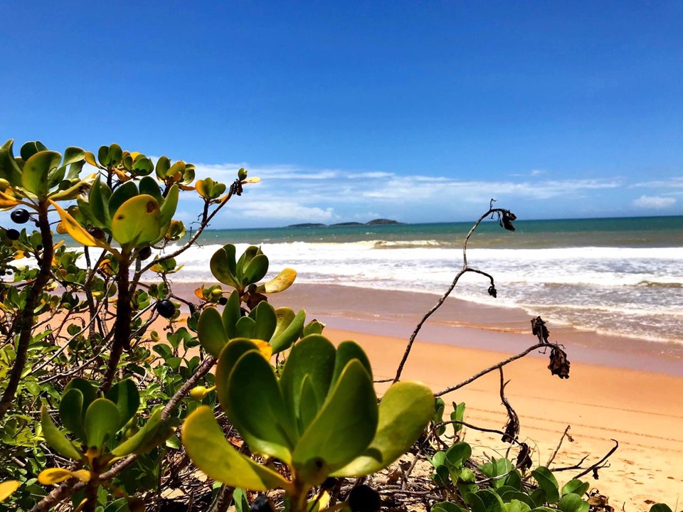 Governo ES - No Dia Estadual da Floresta de Restinga, Iema ressalta a ...