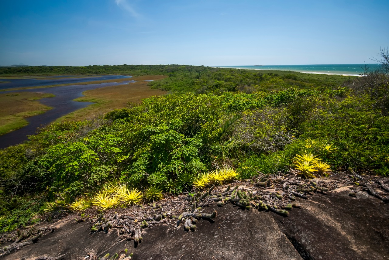 Governo ES - No Dia Estadual da Floresta de Restinga, Iema ressalta a ...