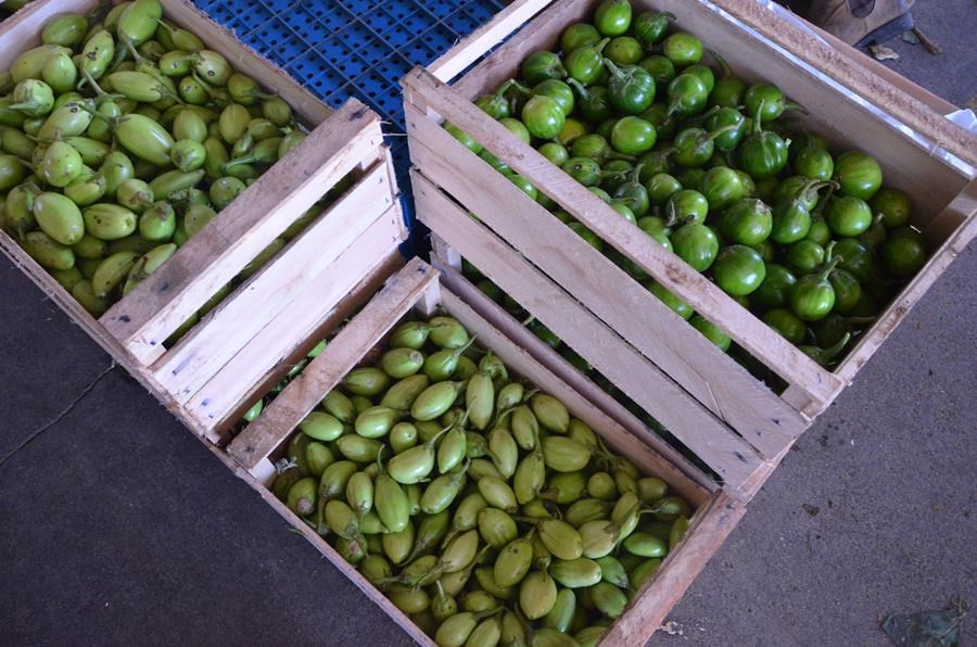 Governo ES - Jiló: um poderoso alimento para a saúde