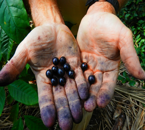 Governo ES - Rede Juçara-ES é implantada durante 1º Seminário da ...